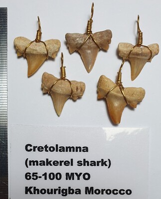 Cretolamna Makerel Shark Tooth Fossil With Mount 65-100 Million Years ...