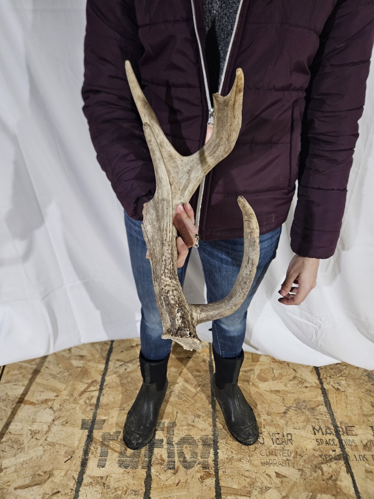 Farm Whitetail Deer Antler Shed Horn Rack Decor Craft 4 Point Man Cave ...