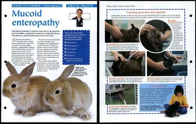 Mucoid Enteropathy #11 Vet Course Animals, Animals, Animals Fact File ...