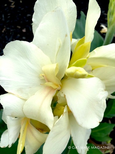 Rare Alaska White Canna Lily Live Plant Rhizome | eBay