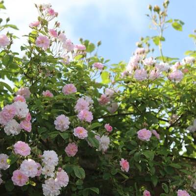 Paul's Himalayan Musk Rose Bush White Flowering Roses Rambler Rose 4L ...
