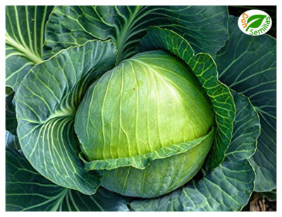 Col Repollo Brunswick Muy Grande ( 1.000 semillas ) seeds | eBay