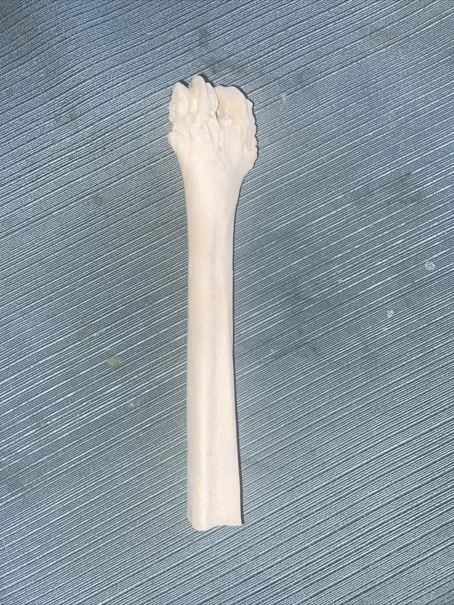 Deer Femur Vs Human Femur