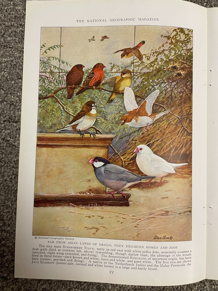 1939 National Geographic Society Magazine Art - 8 Allan Brooks Bird ...