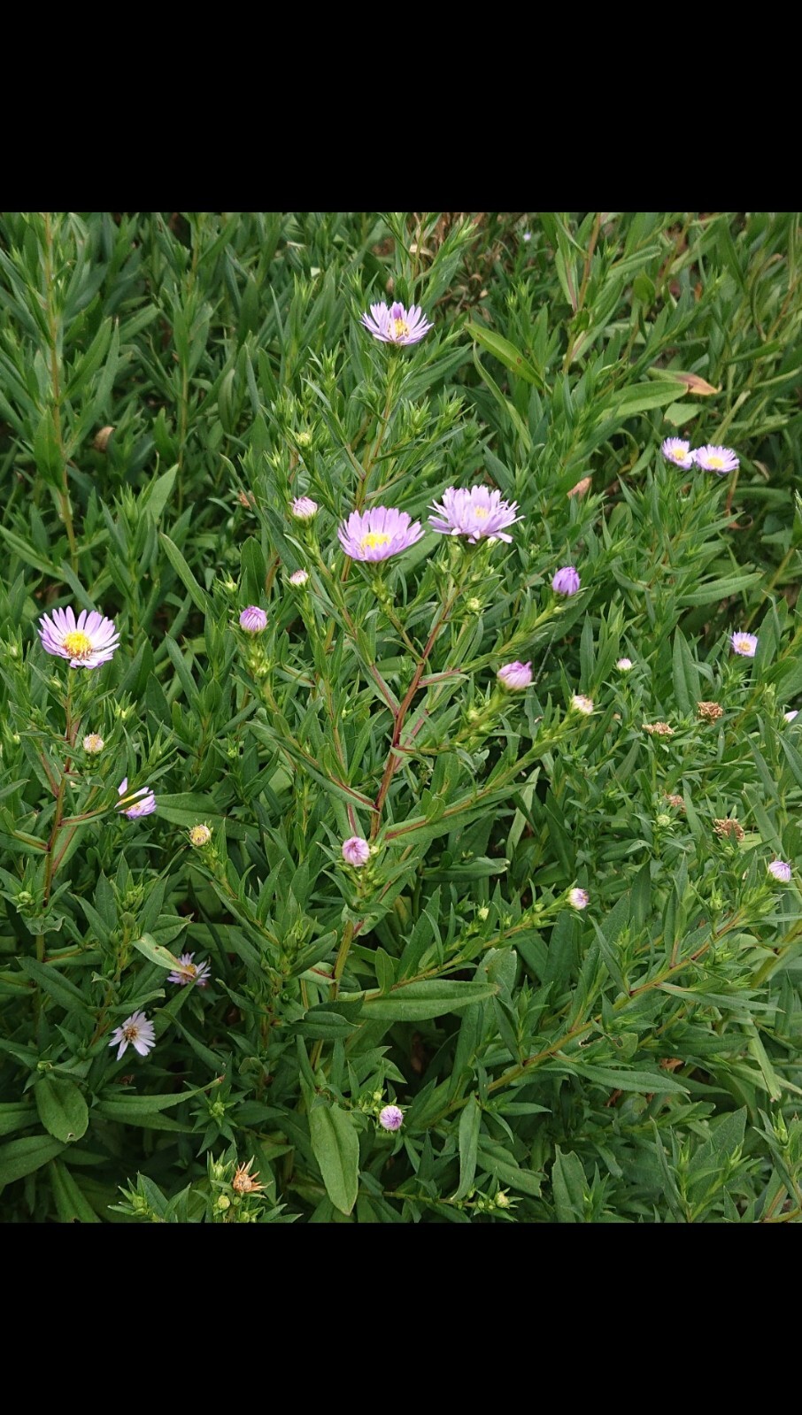 5x Michaelmas Daisy Plants Bare Root Rhizomes Aster Novi-Belgii Hardy Perennial | eBay UK