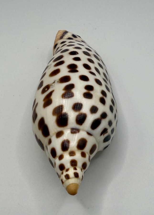 Scaphella elizabethae 113.0 mm- Dry Tortugas Via Lobster Trap | eBay