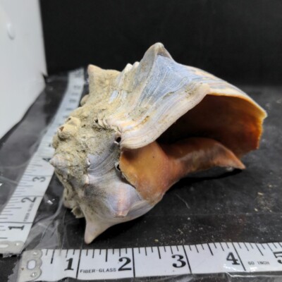 Vintage Unique Natural Real Conch Shell Barnacle Beach Nautical Sea ...