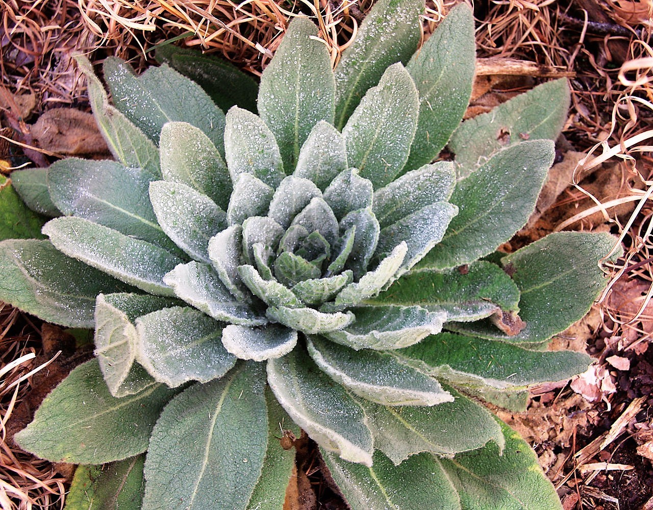 100 WHITE BLUSH VERBASCUM Blattaria Albiflorum Moth Mullein Flower ...