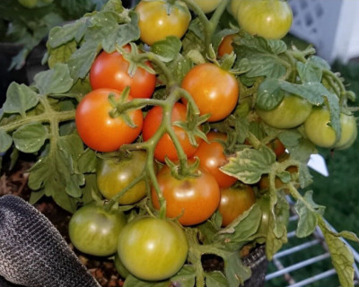 Red Robin Micro Dwarf Sweet Cherry Tomato Vegetable 12 Seeds (Read) | eBay