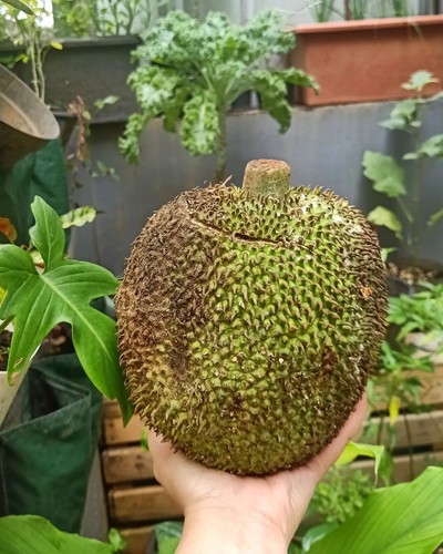 5+ Cutting Big Breadfruit Kluwih Stems (Artocarpus camansi) Fresh Cut ...