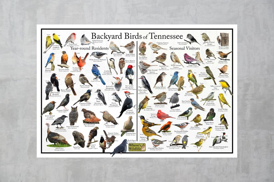Backyard Birds of Tennessee Bird Identification Nature Poster / Bird ID ...