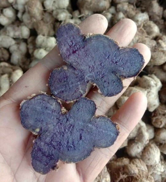 5 Bulbs Black Ginger Plant Kaempferia Parviflora Krachai Dam Thai Herb ...