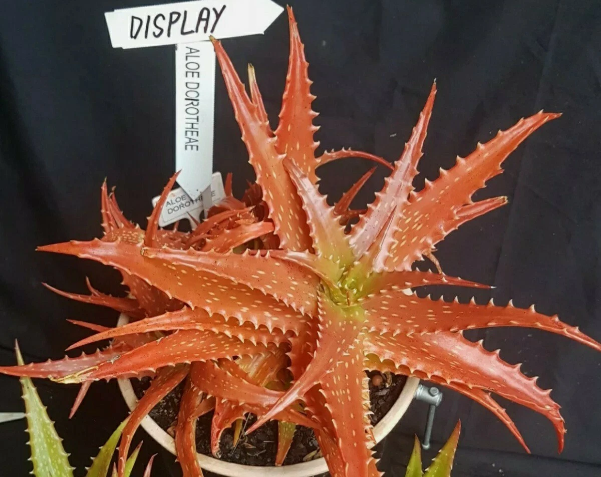 Aloe Dorotheae Sunset