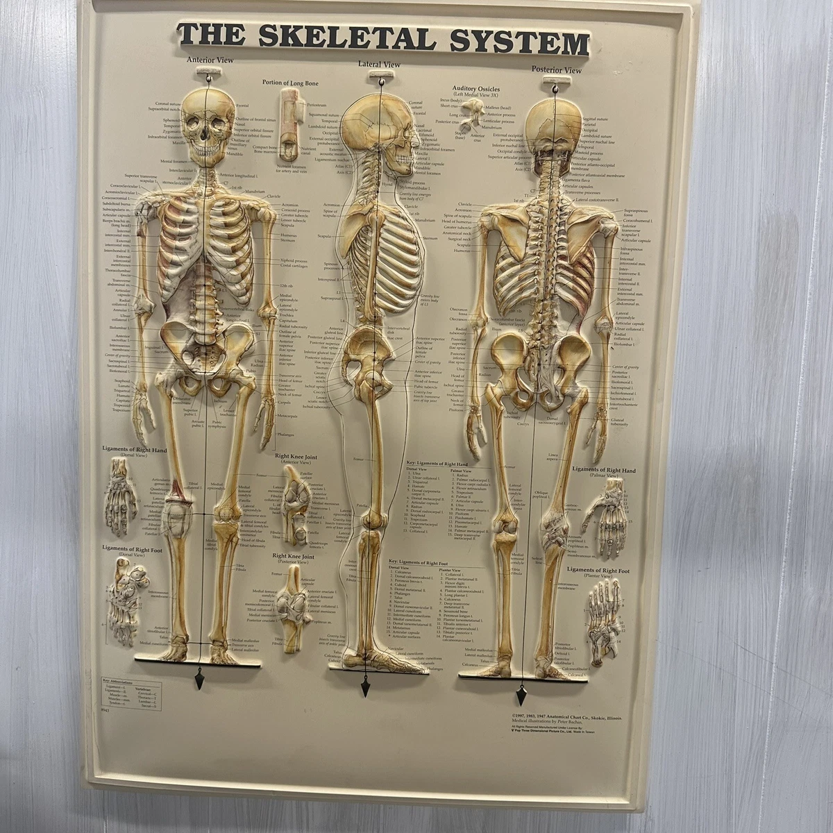 Skeletal System Chart