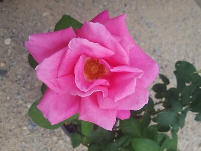 Perfume Delight Hybrid Tea Rose Pink 3 Gal. Bush Plant live Plants Fine ...