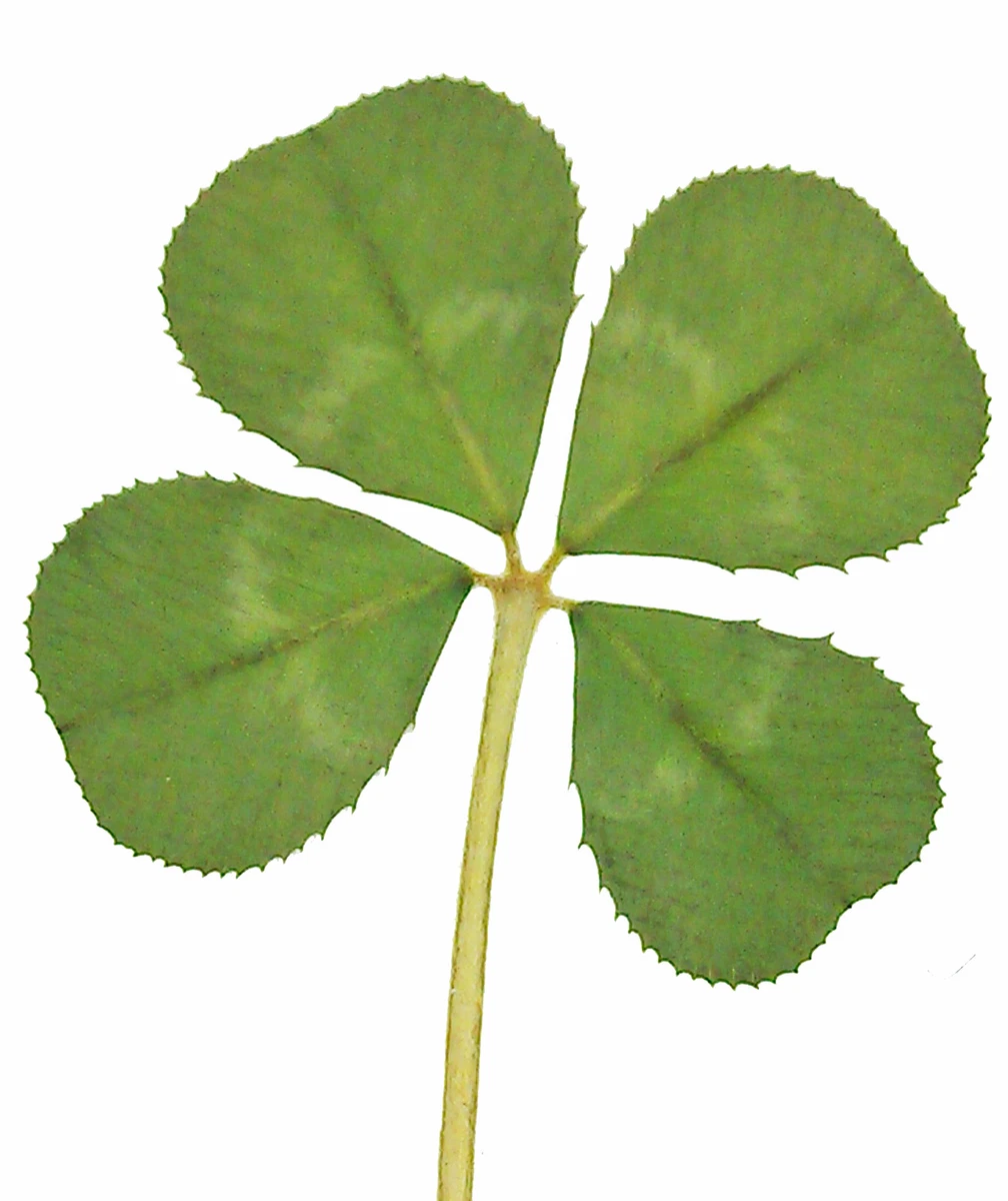 Real Four Leaf Clover Background