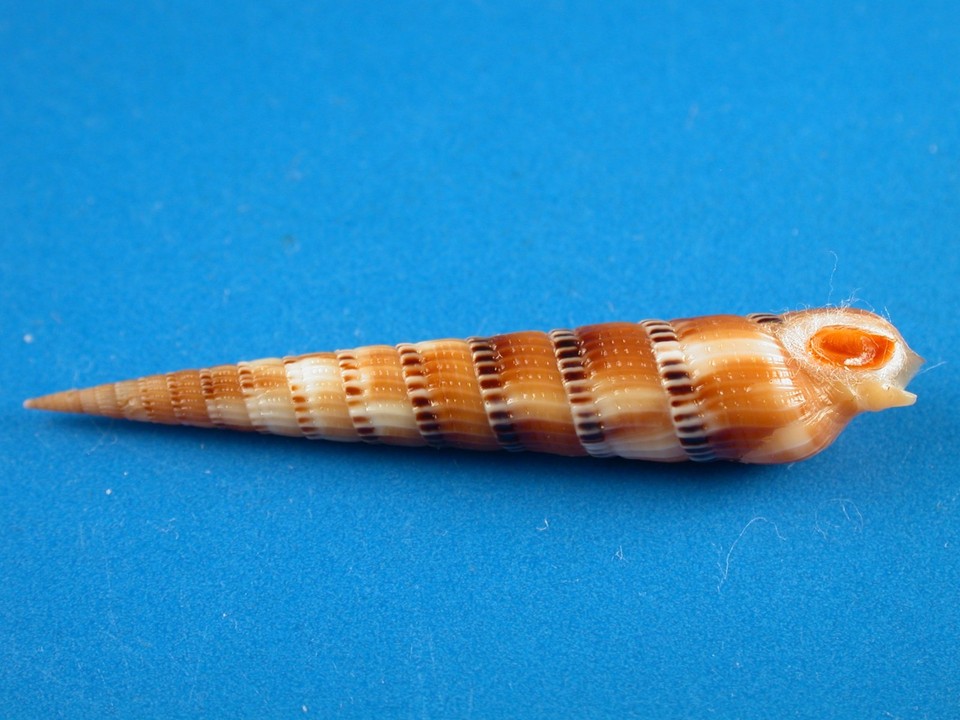 Hastulopsis pertusa, Great Sculpture and Pattern, 45.4mm, Hawaii Shell ...