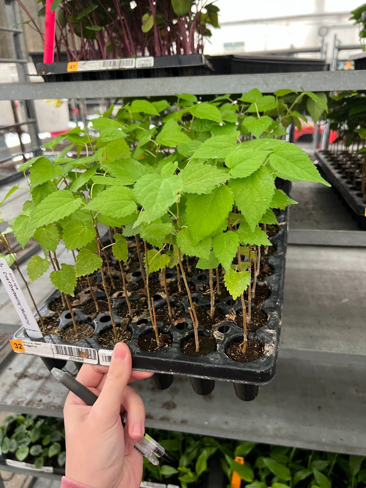 Illinois Everbearing Mulberry (Moris sp.)TC Plant Plug -4-8 in- Edible ...