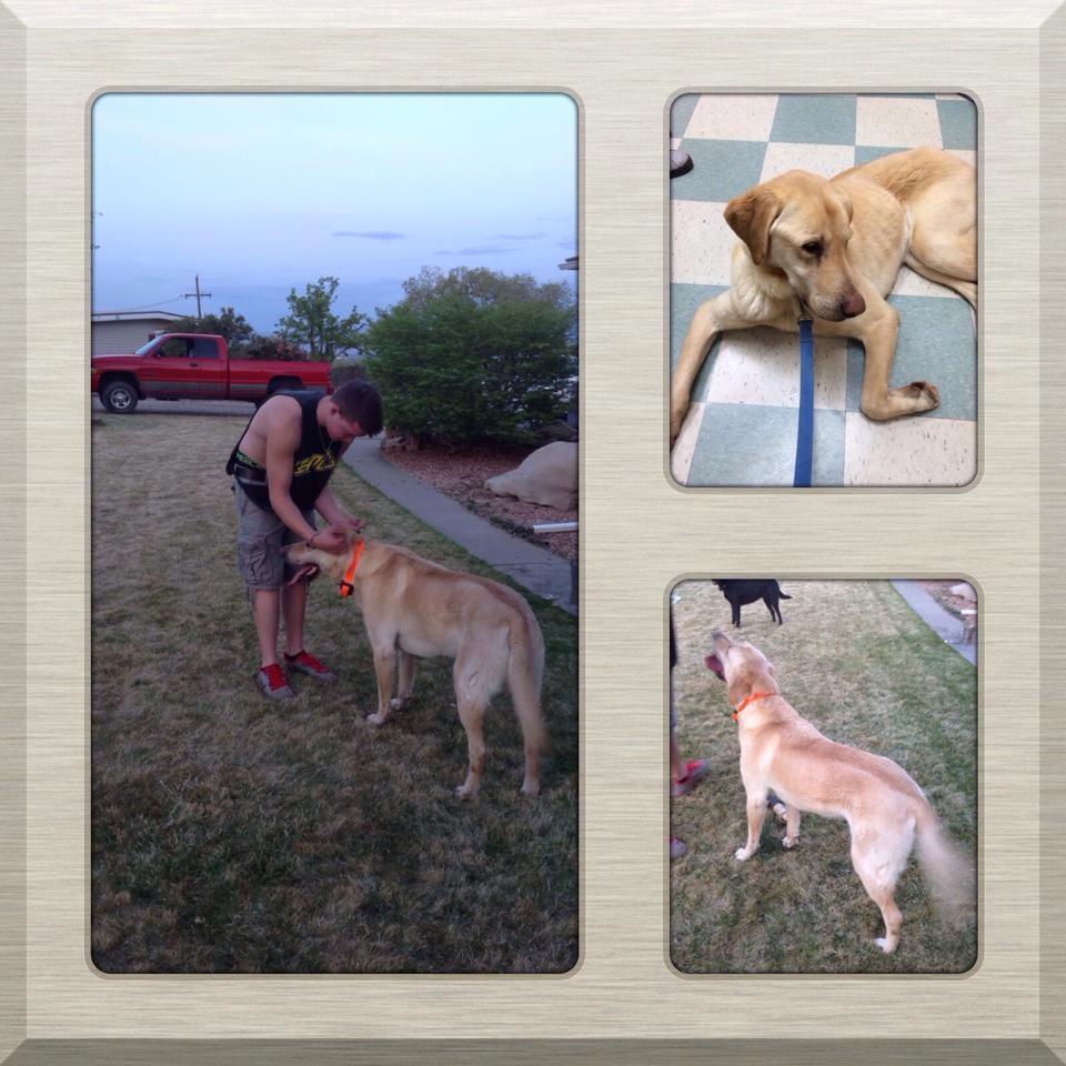 FORCO PELLETS equine, dog, cat digestive supplement/fortifier 25lb ...