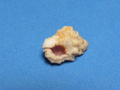 Bursa rosa (Perry, 1811) "A HAWAII SEASHELL" (19.4mm) | eBay