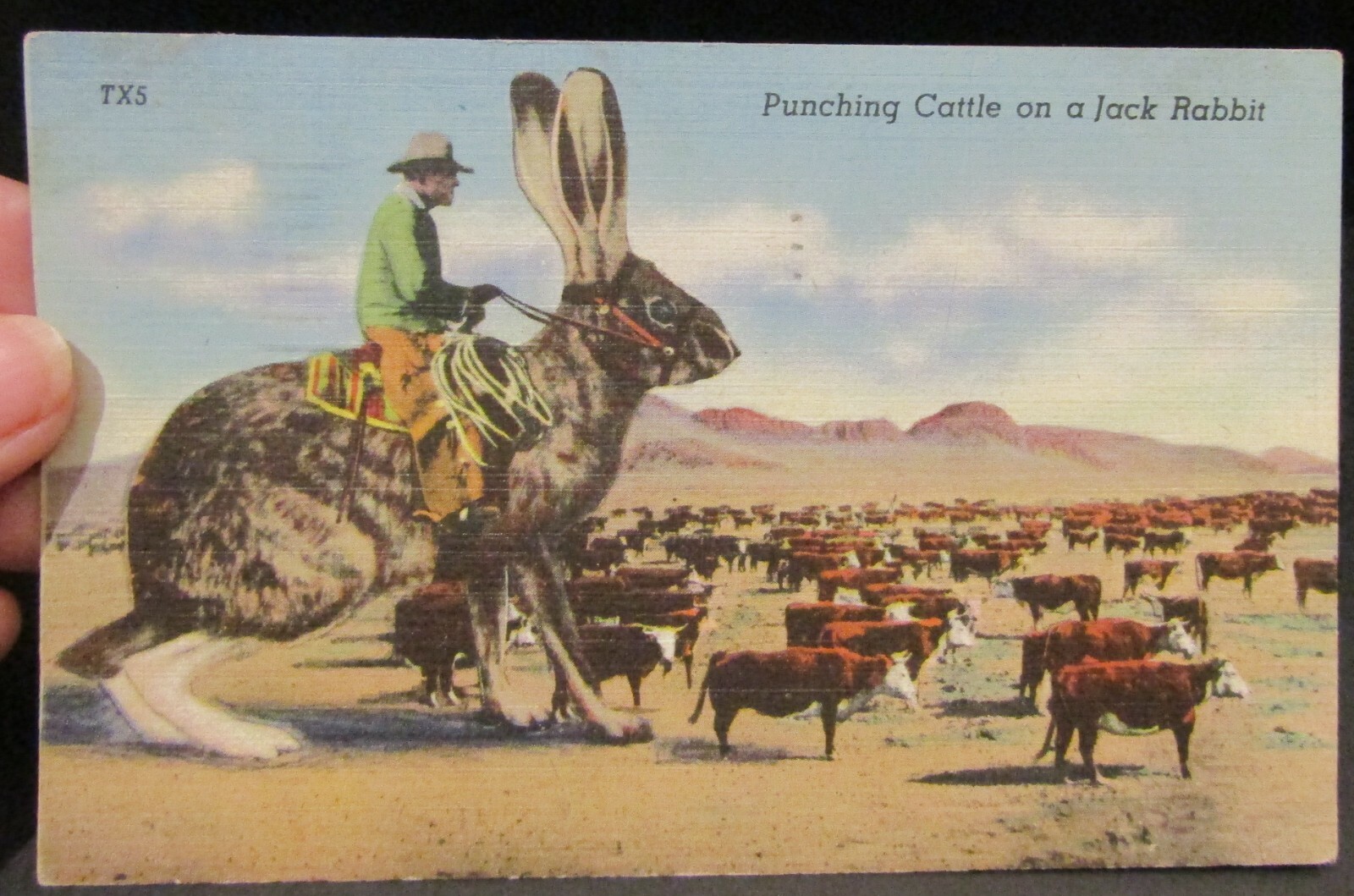 Vtg. Exaggerated Postcard - Punching Cattle On A Jack Rabbit Posted ...