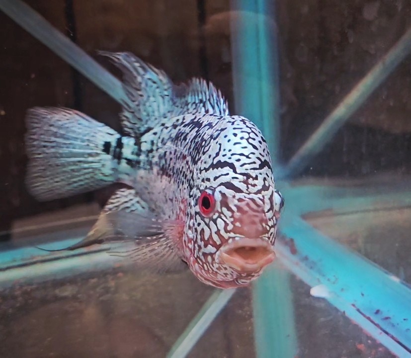 Kamalau (KML) Flowerhorn Live Fish Male 5" inch | eBay