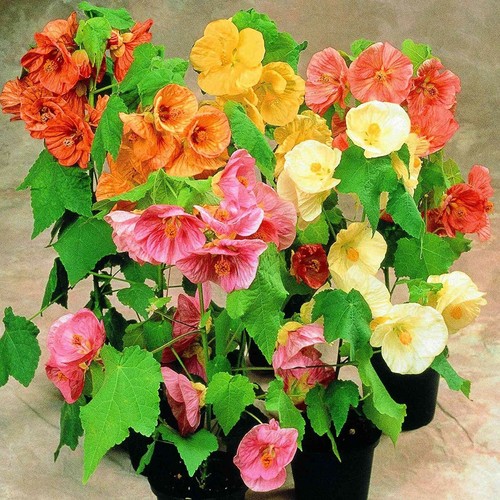 FLOWERING MAPLE Abutilon Hybridum mix - 50+ SEEDS | eBay