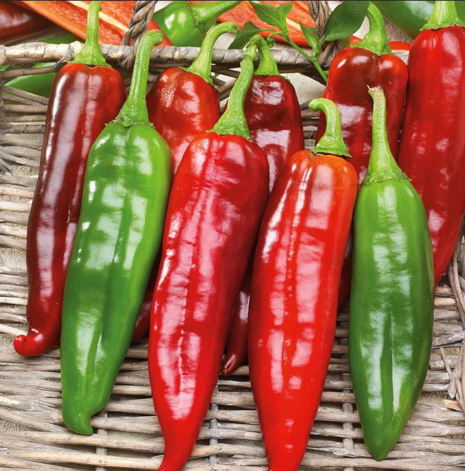 150ct Heirloom NuMex BIG Jim Hatch Chili Pepper Seeds HUGE Foot Long ...