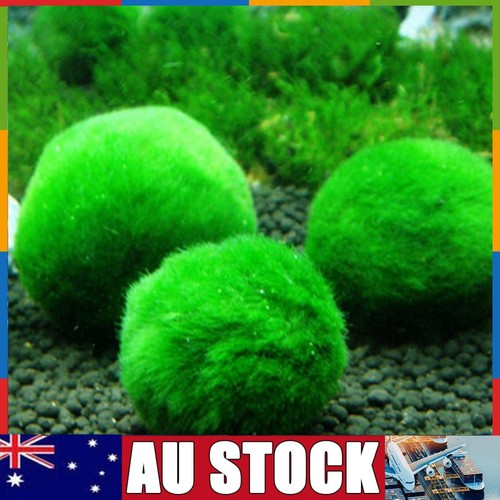 ALL sizes MARIMO MOSS BALLS Cladophora live aquarium plant fish tank ...