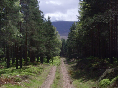 Photo 6x4 Forest track in Finzean's west woods Clachnaben ([[NO6186 ...