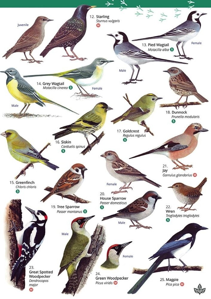 Park and Garden Birds WildID | eBay UK