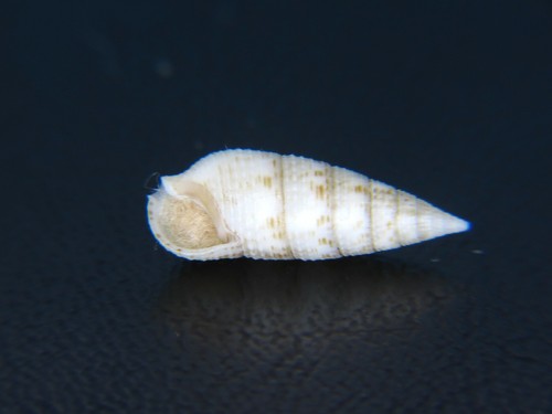 CERITHIUM NESIOTICUM: HAWAIIAN FIND BY JIM McDOWALL OF KAUAI @ 13.72MM! | eBay