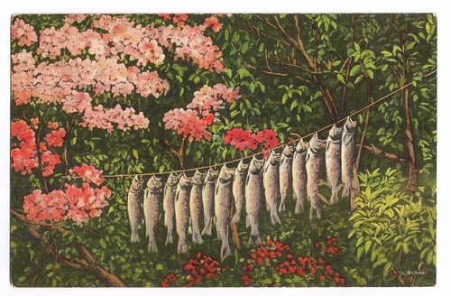 Fishing Postcard Rainbow Trout Catch | eBay