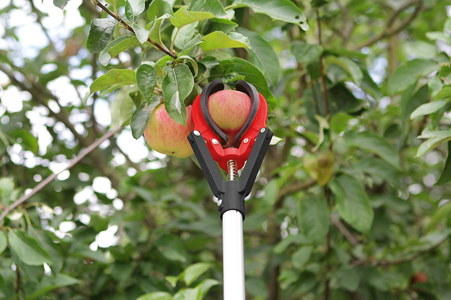 Fruit Picker Telescopic Easy Reach Large Fruit Tree Apple/Pear Picker ...