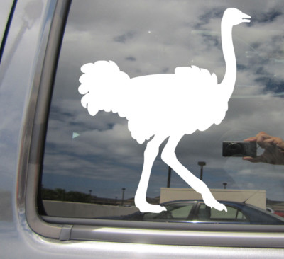 Ostrich Bird - Flightless Car Laptop Bumper Window Vinyl Decal Sticker ...
