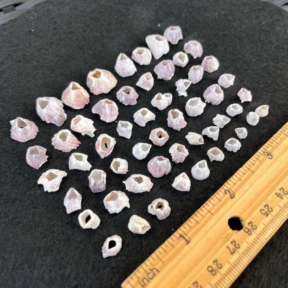 55 Purple Pink Single Barnacles Crafts Seashells Barnacle Sea Shells ...