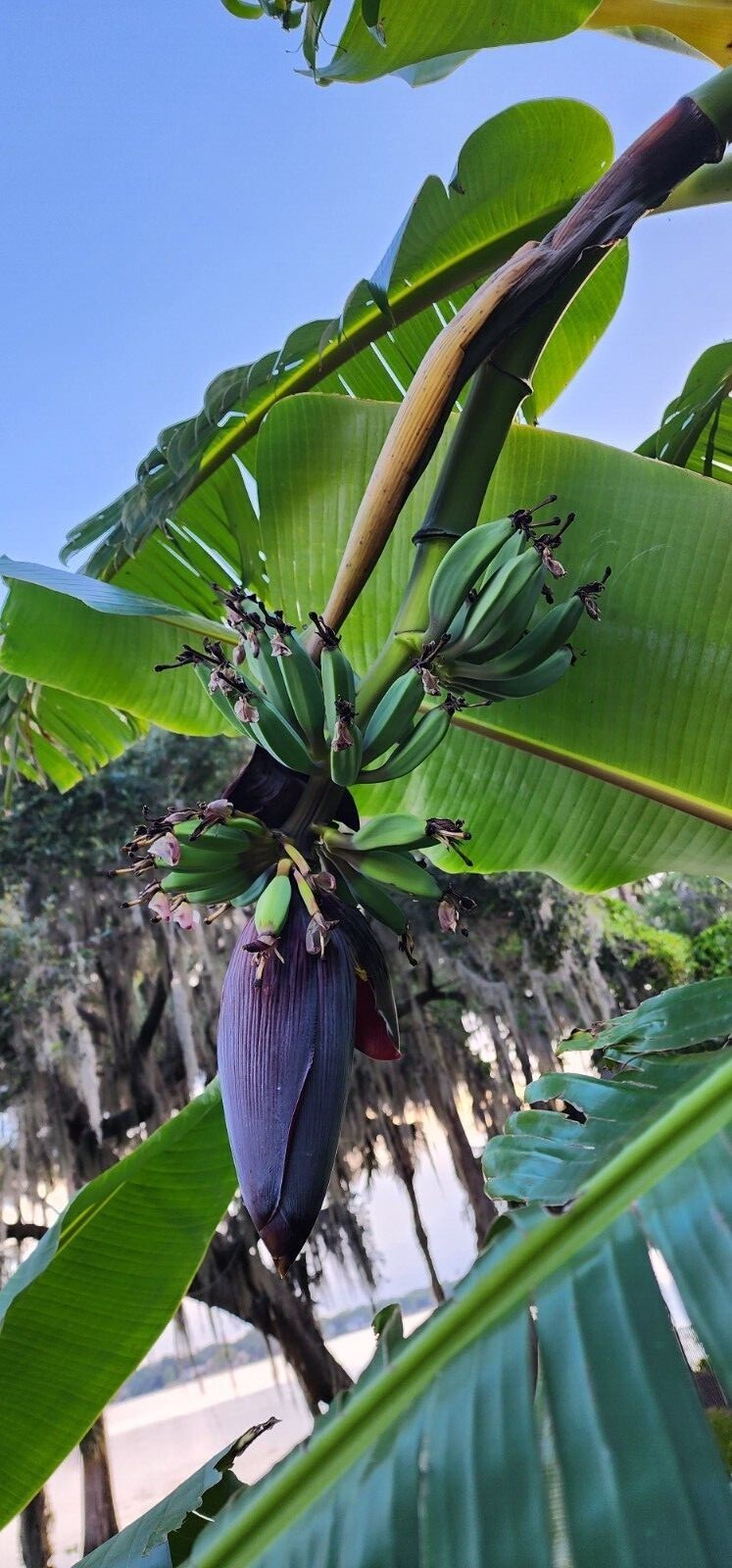 Blue Java banana plant. Real deal (true-to-type, not Namwah) Makes blue ...