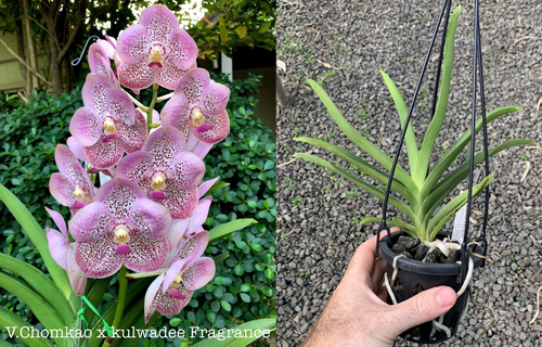RON Vanda Orchid V. Chomkao x V Kulwadee Fragrance MERICLONE NEAR ...