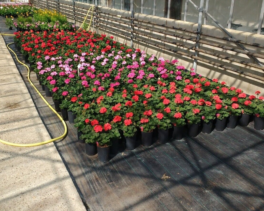 2L Litre Deep Rose Plant Pots Black Plastic Round Tall Strong Pot Gloss ...