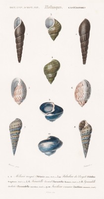 Gastropods Shell Sea Shell Snail Engraving Steel Engraving Orbigny 1861 ...