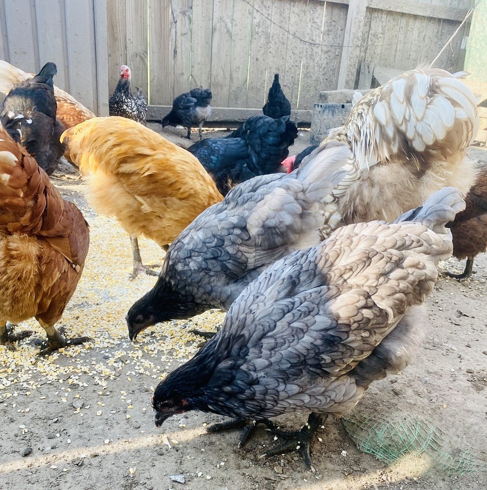 6+ Ameraucana & Easter Egger CHICKEN Hatching EGGS | eBay