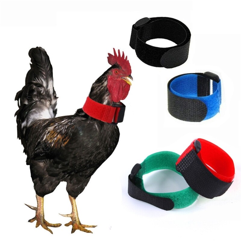 2PCS Rooster Collar Multiple Color Poultry Anti-Crowing Neck Collar | eBay
