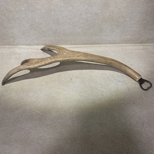3 Point White Tail Antler With Bottle Opener | eBay