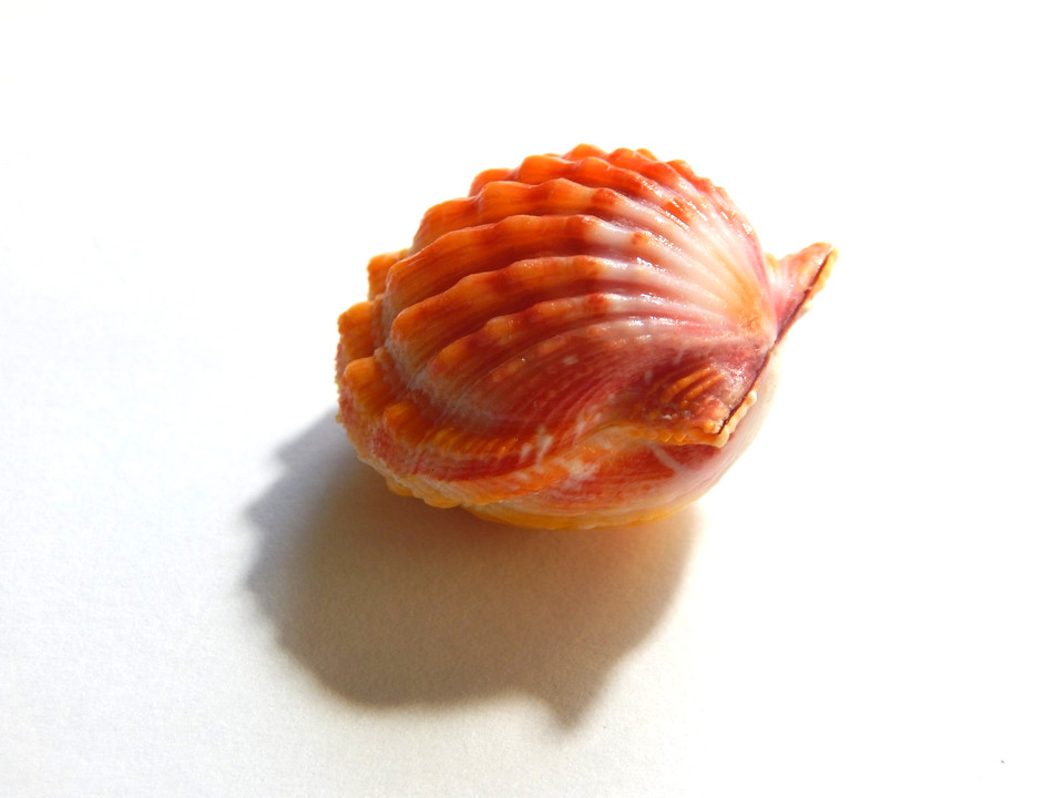 Pecten langfordi Sunrise Shell 29.36 mm Color and Quality Oahu Hawaii ...