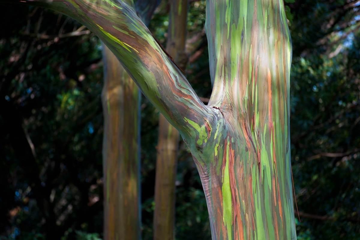 Rainbow Eucalyptus Bonsai Tree