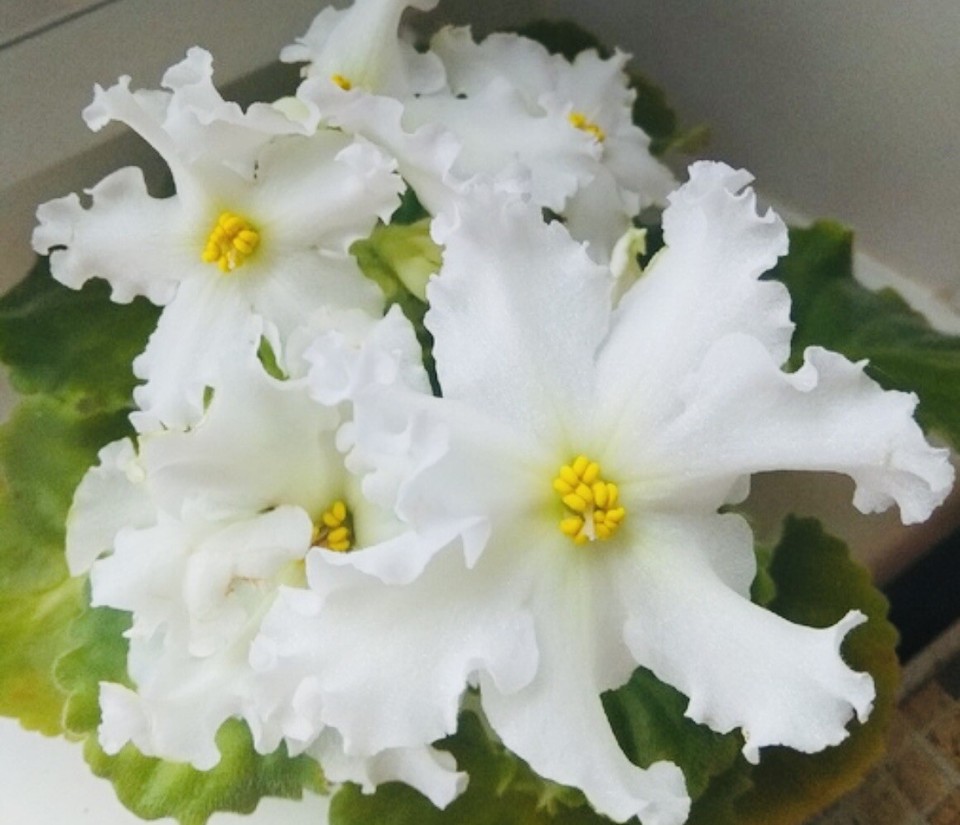 African Violet EK- Zvezdi Yanvarya. EK- Stars of January. Huge Blooms ...
