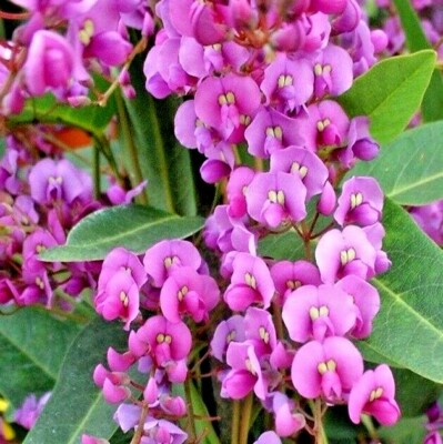 5 X PINK CORAL PEA SEEDS,WISTERIA/ SASPARILLA,HARDENBERGIA ROSEA ...