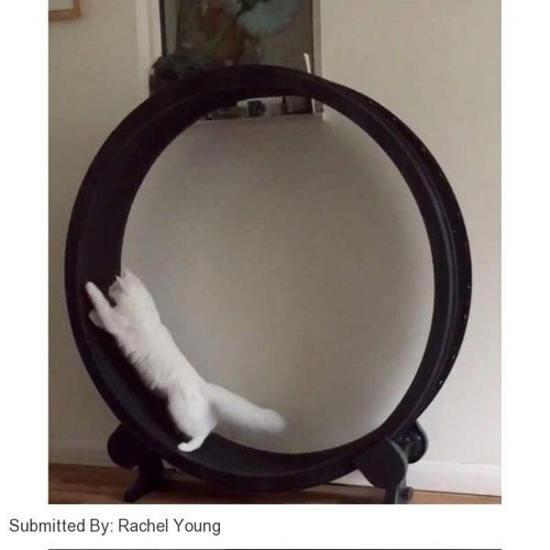 One Fast Cat Exercise Wheel Cat Treadmill - Black for sale online | eBay