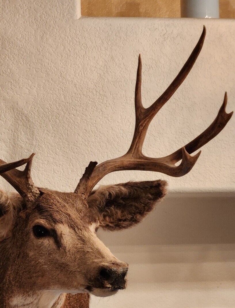 Mule Deer - Desert; Mammal - Big Game; Mount - Shoulder; Antlers - 14 ...