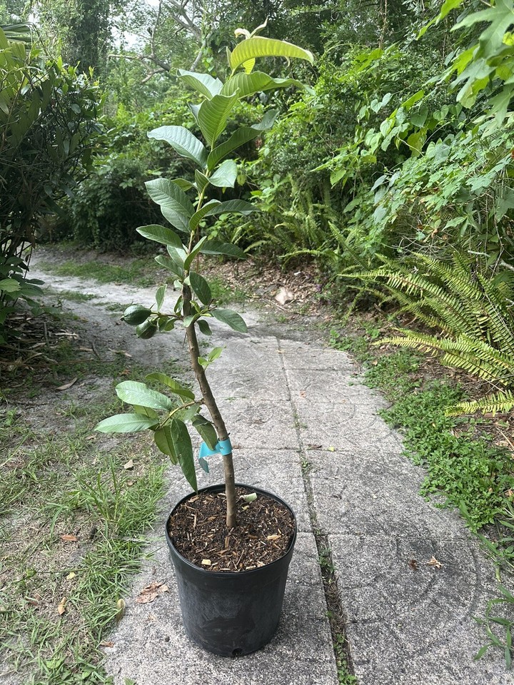 Fruiting Ruby Supreme Red Guava tree 3ft With Flowers and Fruit. Air ...